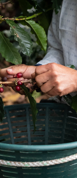 Mexico, Chiapas: (Single Estate) – Picacho Coffee Roasters